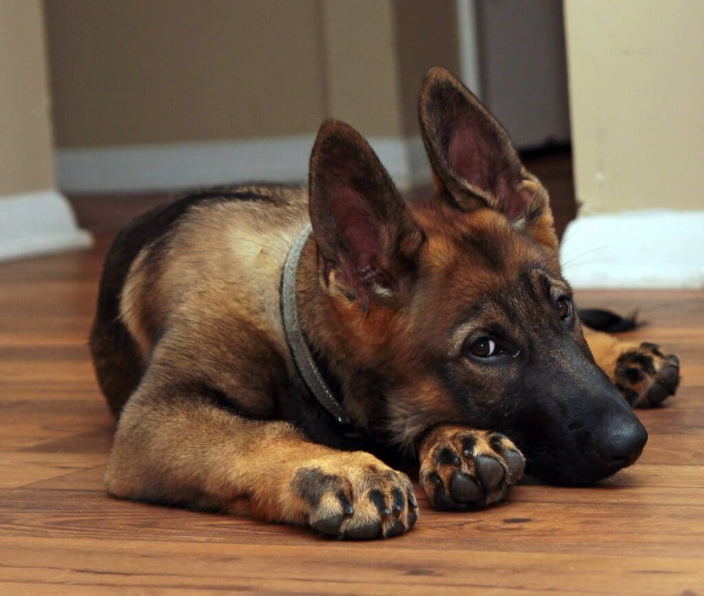 What Reputable Dog Breeders Have in Common: 7 Key Traits - Valor K9 ...