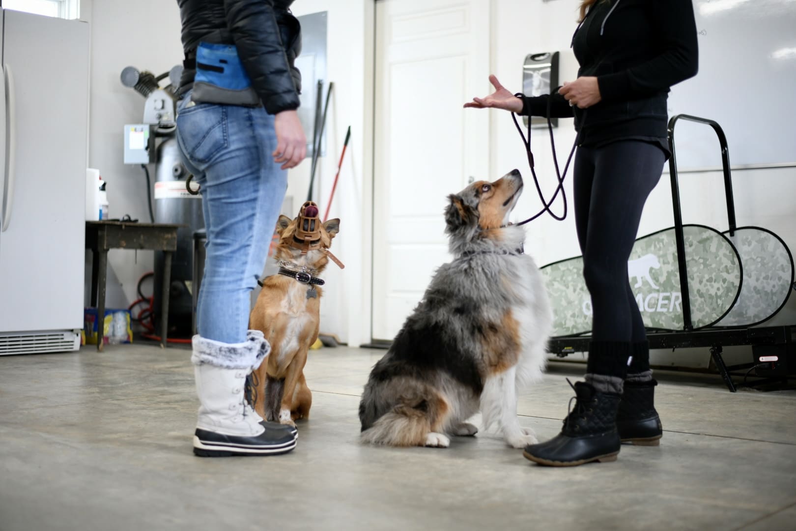 9 Years of Valor K9 Academy: Veteran-Owned Leader in Balanced Dog ...