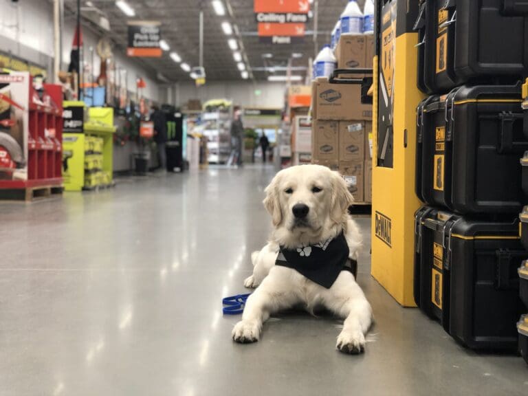 Train Your Puppy to Be a Service Dog: Step-by-Step Guide by Amy Pishner ...