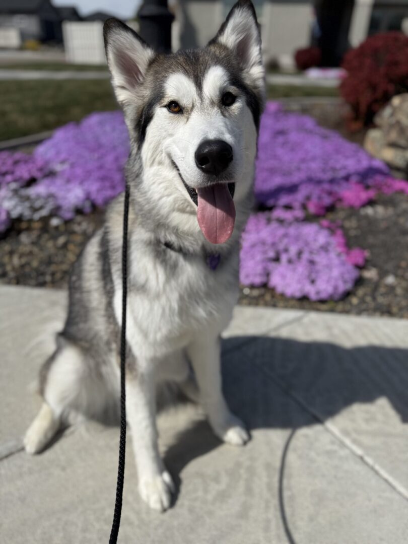 Boise Dog Training | Family Dog Obedience | Valor K9 Academy®